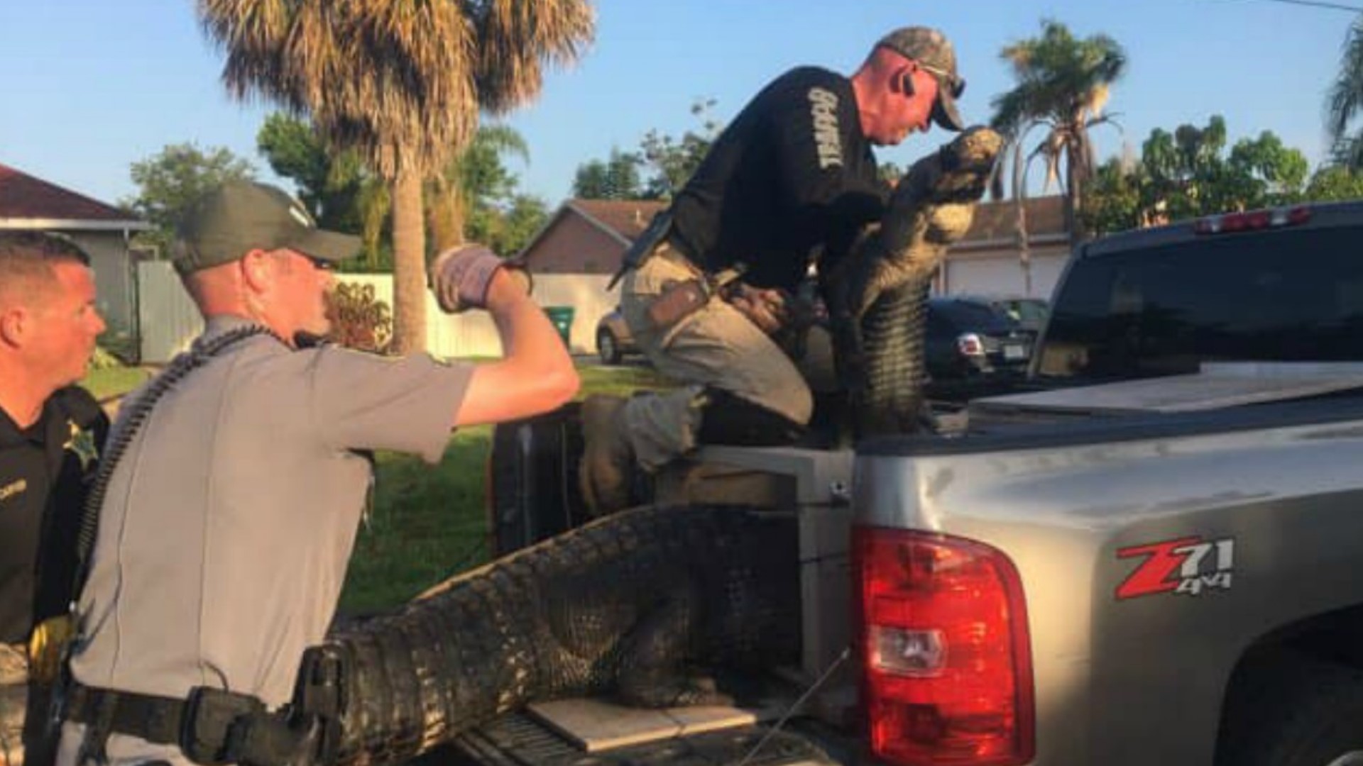 Collier County Sheriff's Office wrangles 9-foot gator at school bus ...