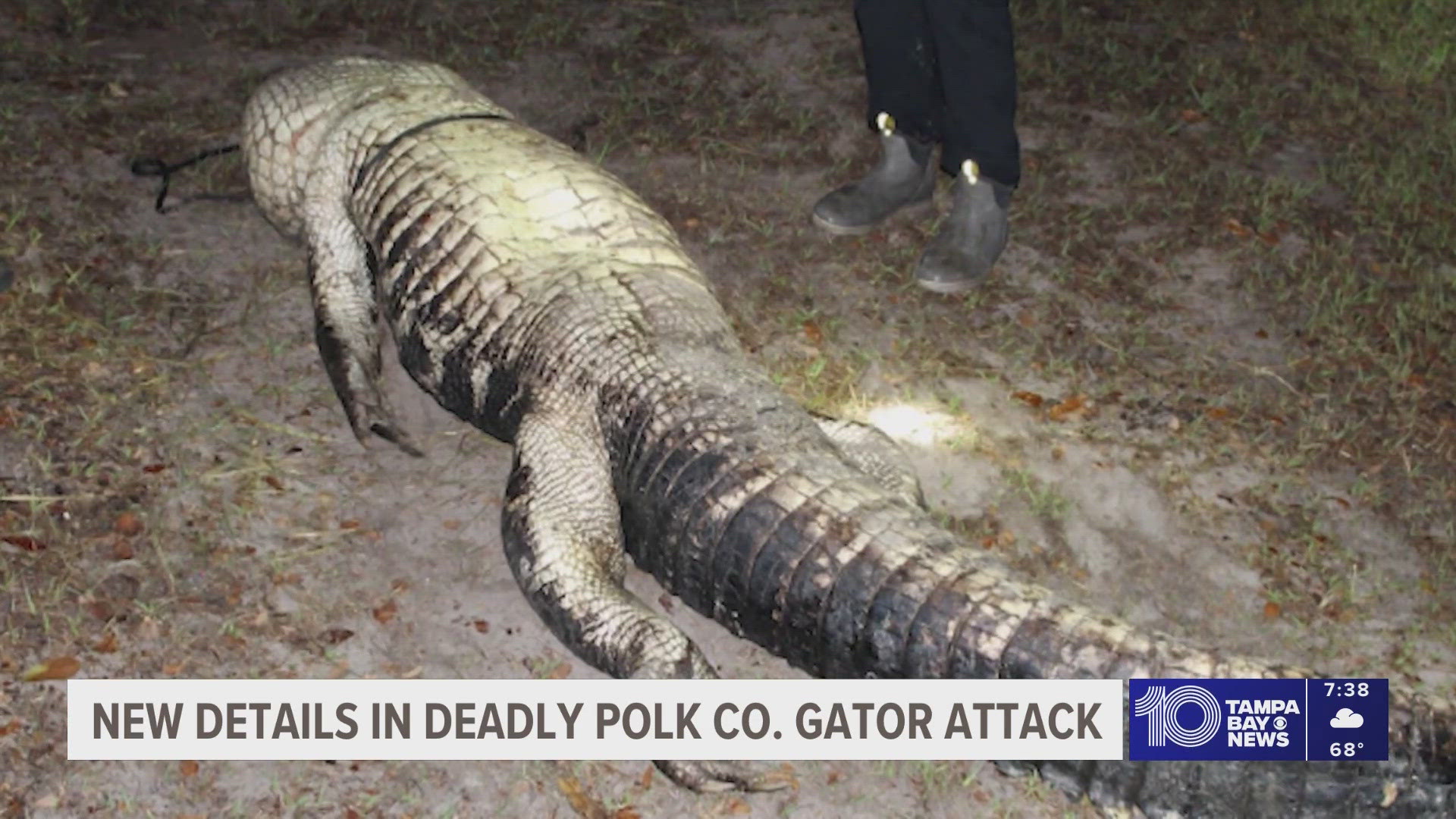 FWC kills alligator behind deadly attack of 61-year-old Polk County ...
