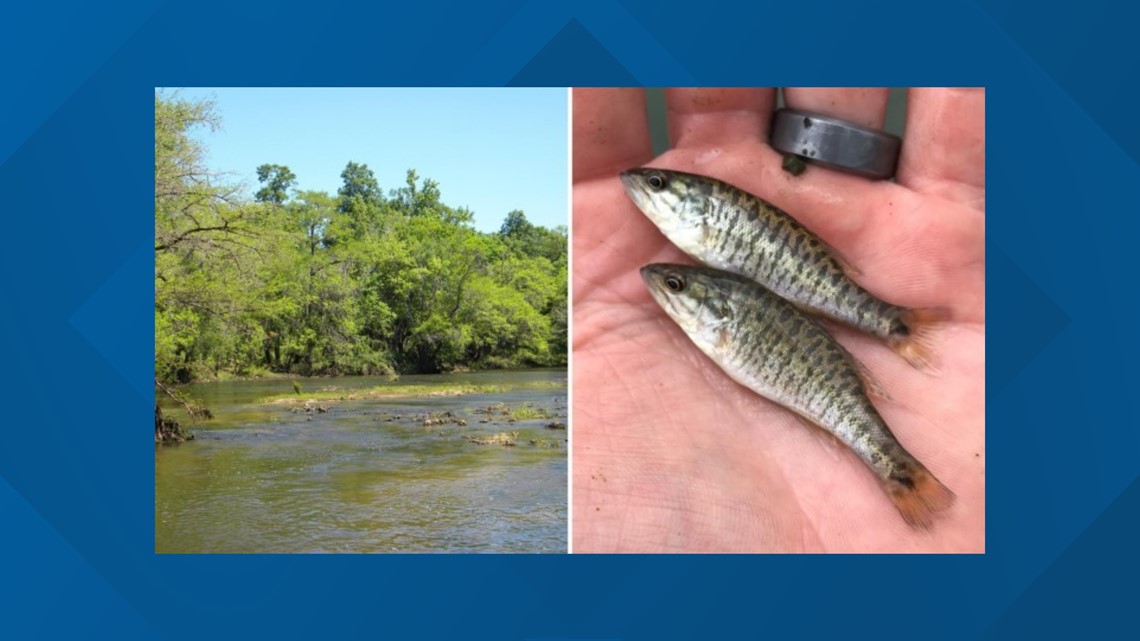 More than 3,000 fish released into Chipola River, FWC says | wtsp.com