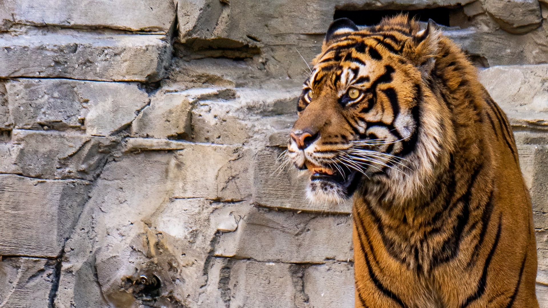 Busch Gardens Tampa Bay welcomes Sumatran tiger | wtsp.com