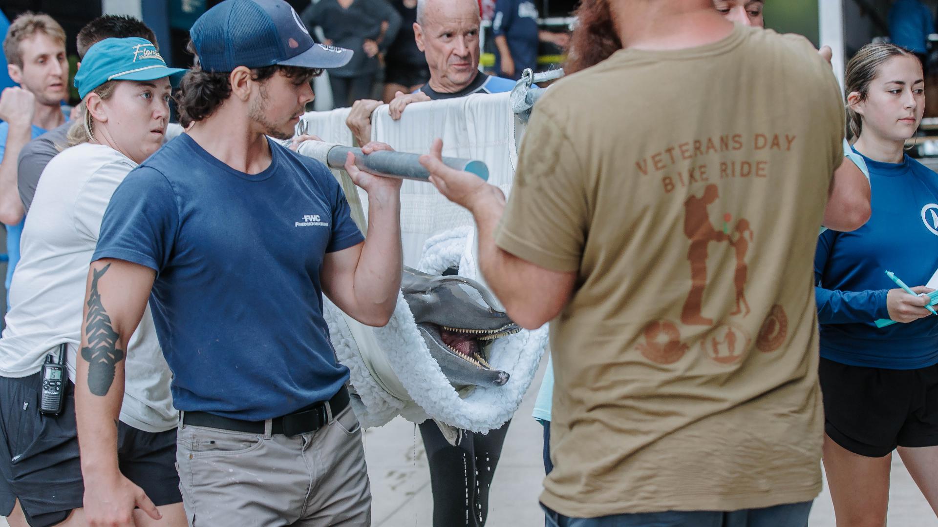 Dolphins taken to CMA from facility under investigation | wtsp.com