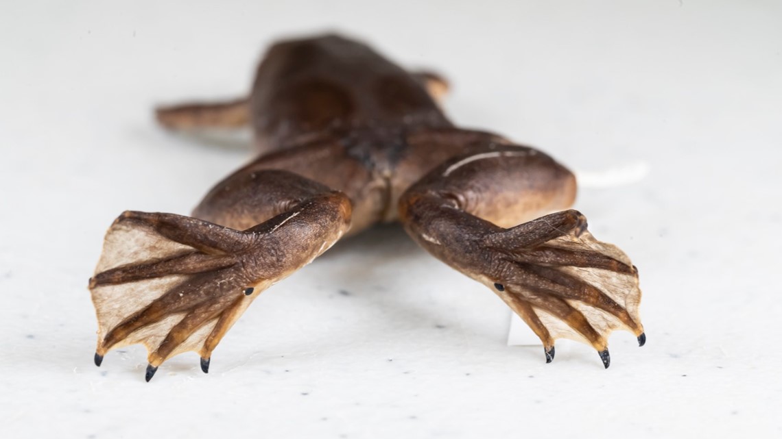 Invasive clawed frogs discovered in Tampa Bay | wtsp.com