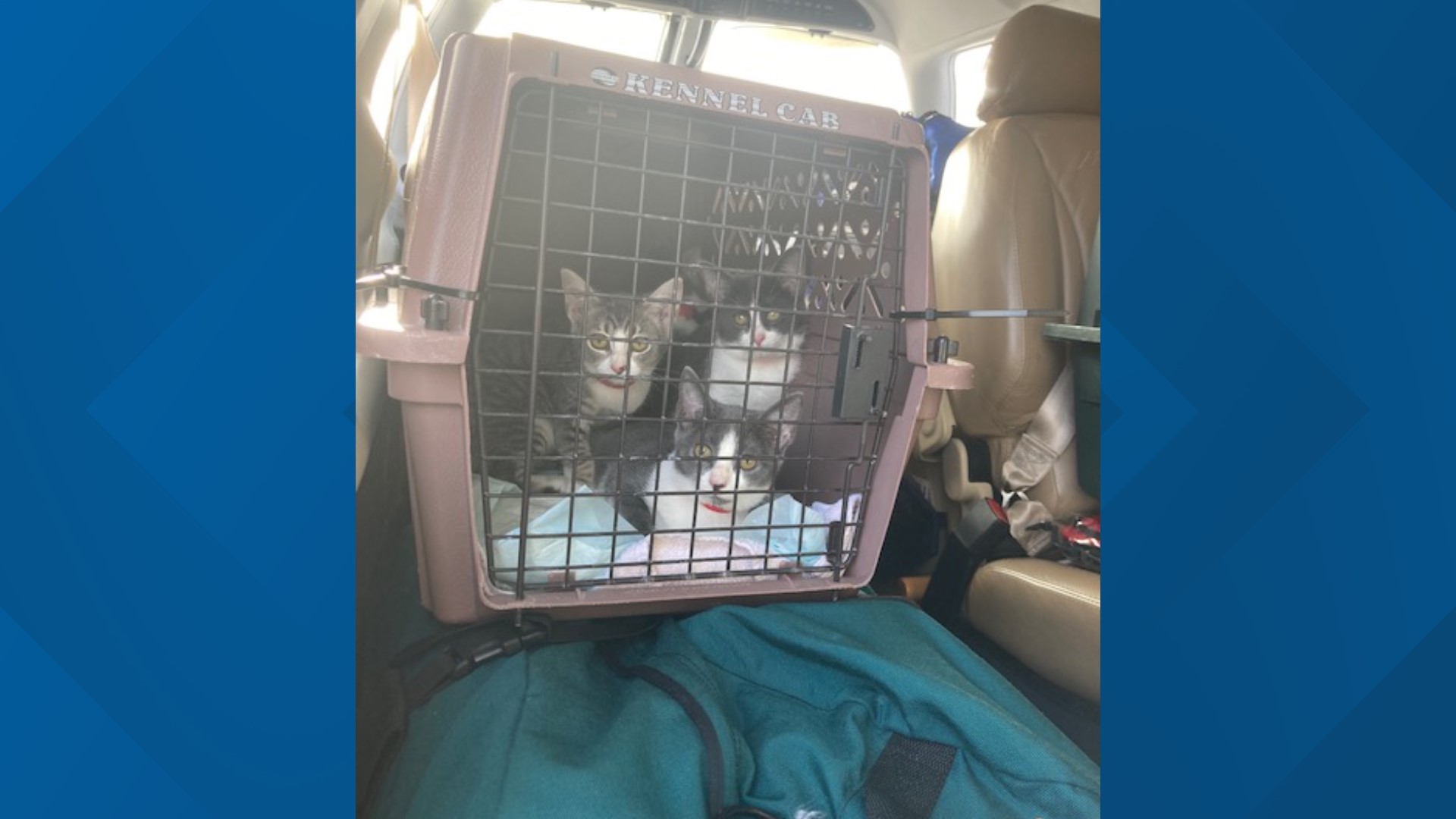SPCA Florida sends 40+ cats to Colorado to save their lives | wtsp.com