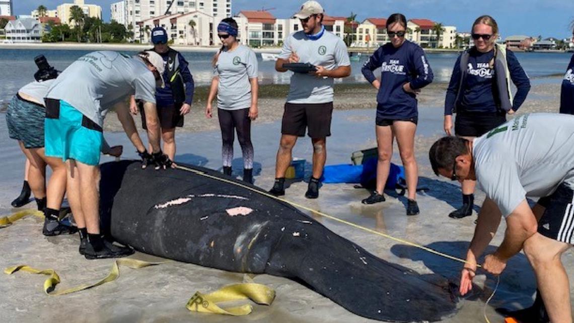 Crews rescue manatee stranded on Bird Island | wtsp.com