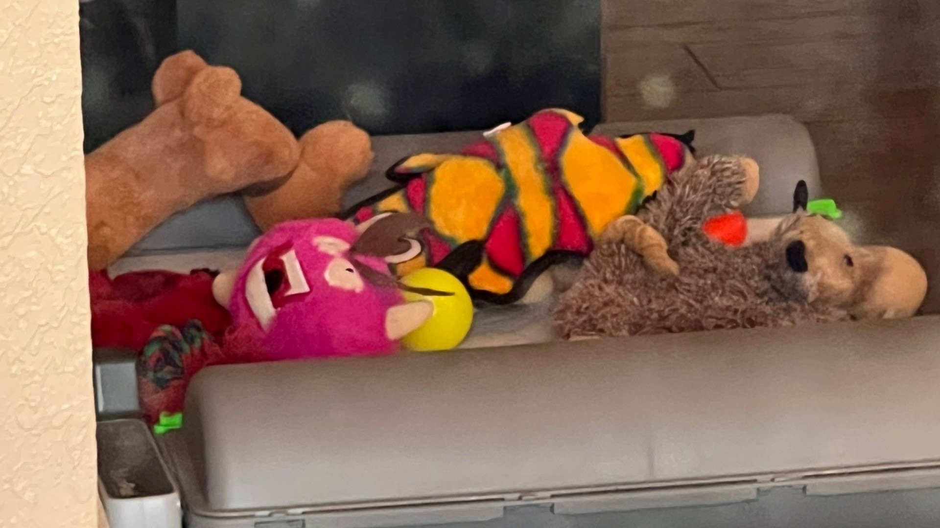 Friend of Tampa Bay plastic surgeon shocked by murder arrest | wtsp.com