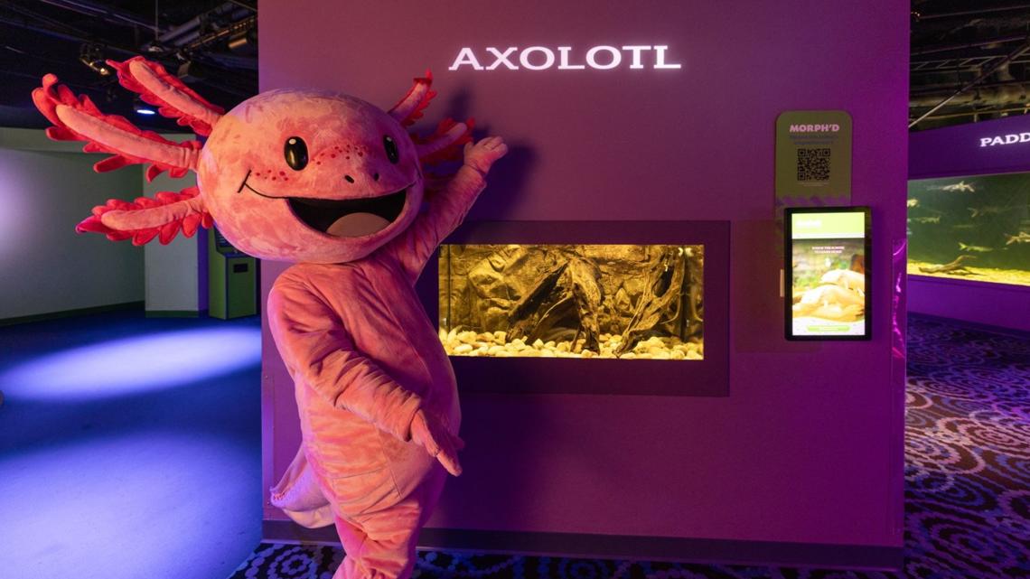 The Florida Aquarium asking public to name new axolotl mascot | wtsp.com