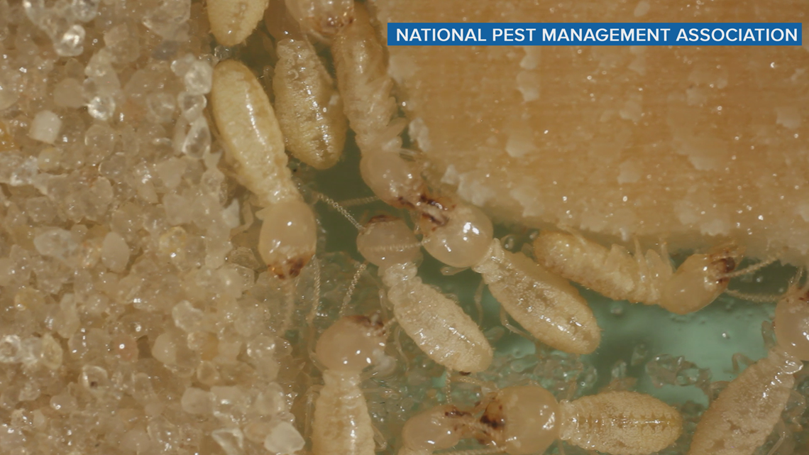 It's peak termite swarming season in the Tampa Bay area | wtsp.com