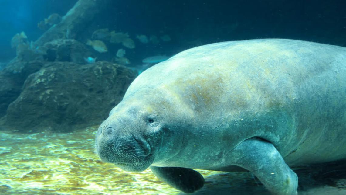 Buffett the Florida manatee set to meet new companion | wtsp.com