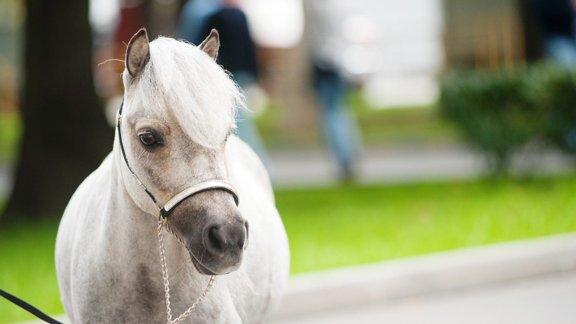 Are miniature horses considered service animals? What we know | wtsp.com