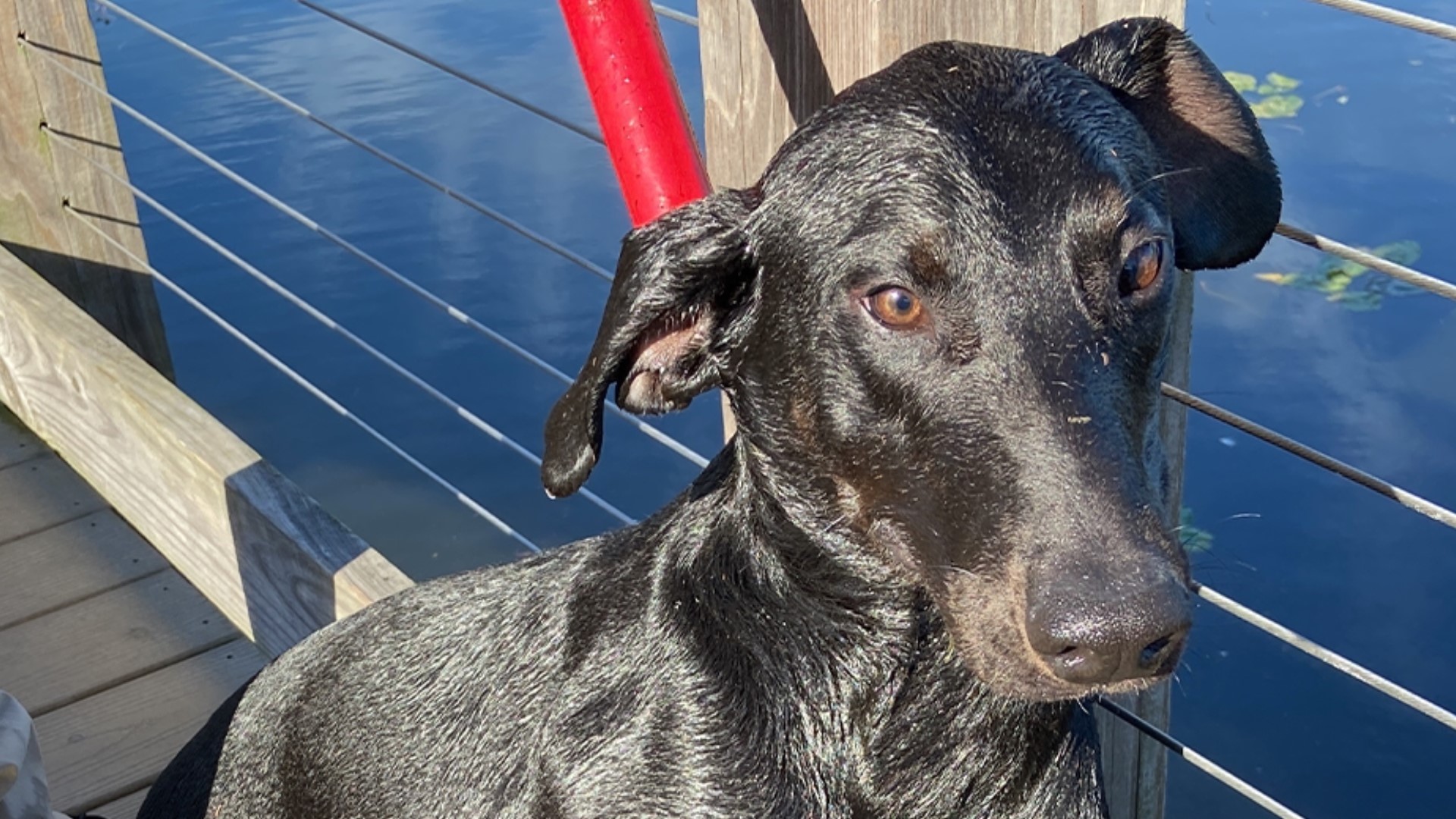 Dog rescued from Lucy Dell Park in Tampa | wtsp.com