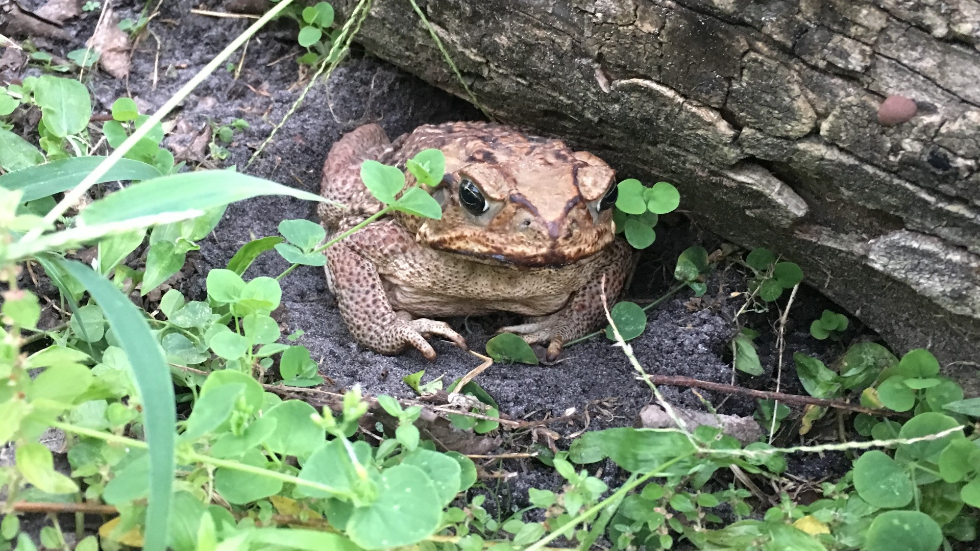 Is the toad in my yard dangerous? | wtsp.com