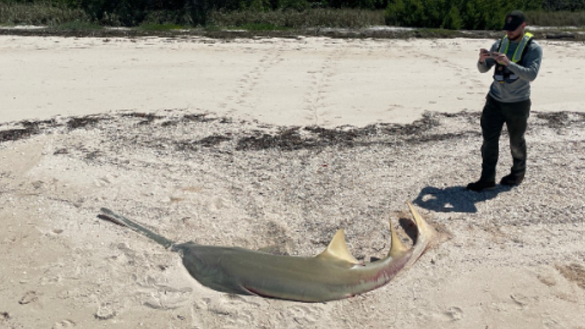 Dead sawfish found in Everglades | wtsp.com