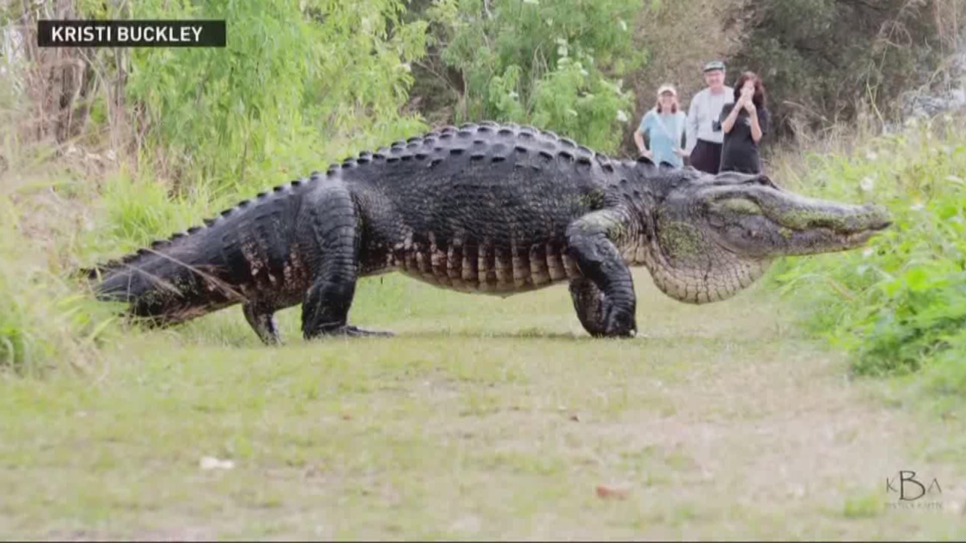 Swimming gator removed from pool | wtsp.com