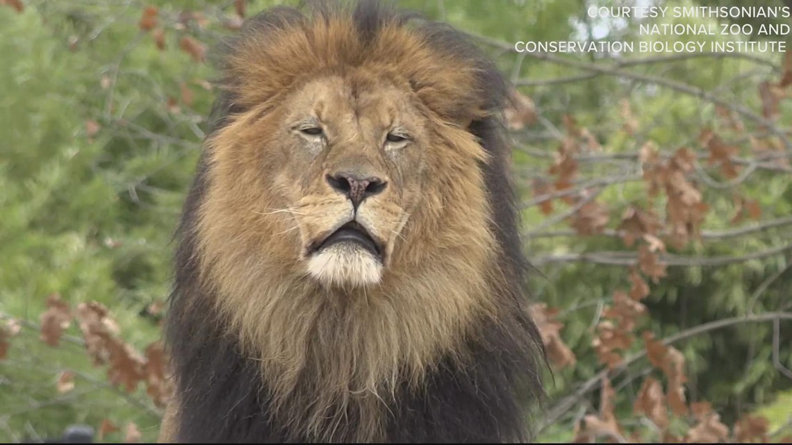 Lion dies at Smithsonian's National Zoo in DC | wtsp.com