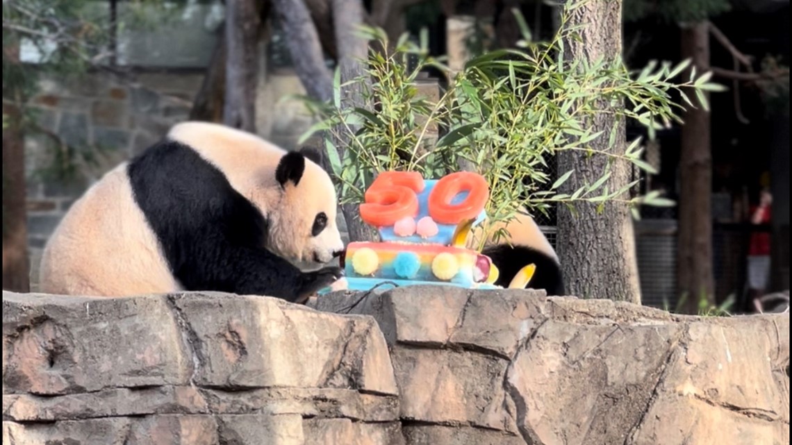 Giant pandas mark 50th anniversary at Smithsonian Zoo in DC | wtsp.com
