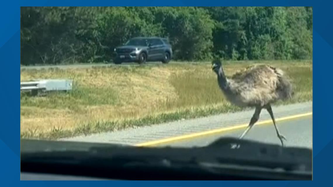 Emu caught after hours-long chase in Maryland | wtsp.com