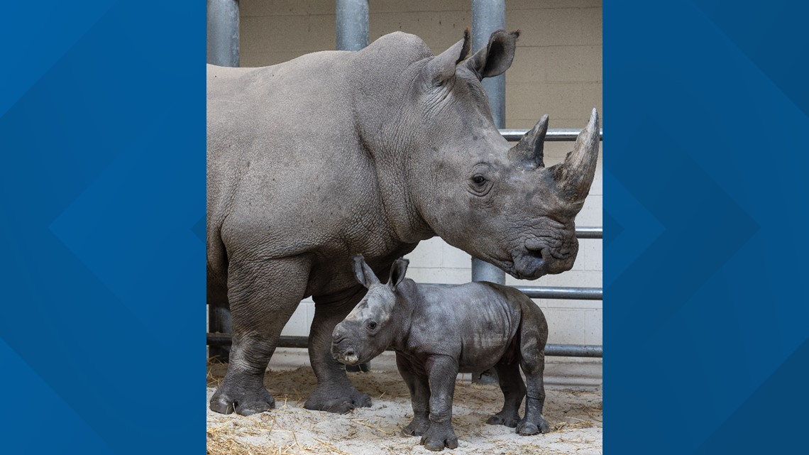 Baby rhino with rare genetic born at the Virginia Zoo | wtsp.com