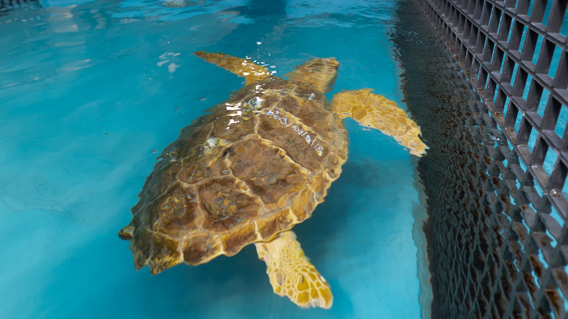 66-pound sea turtle saved from cold waters | wtsp.com