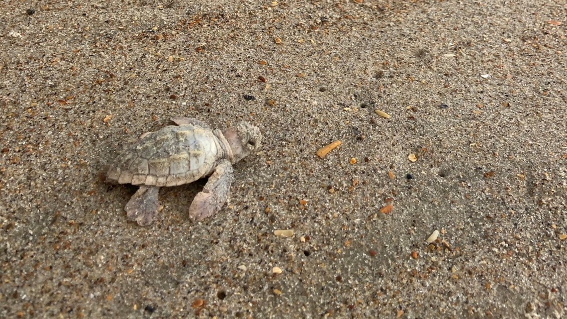 Cape Hatteras National Seashore: Leucistic turtle hatches | wtsp.com