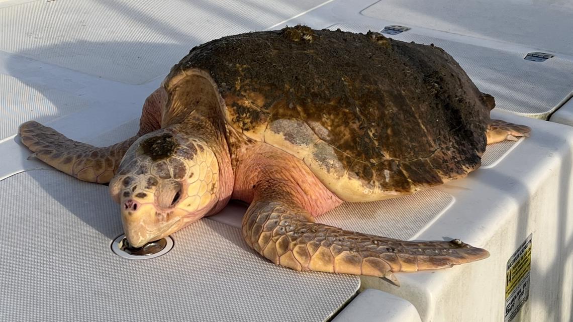 66-pound sea turtle saved from cold waters | wtsp.com