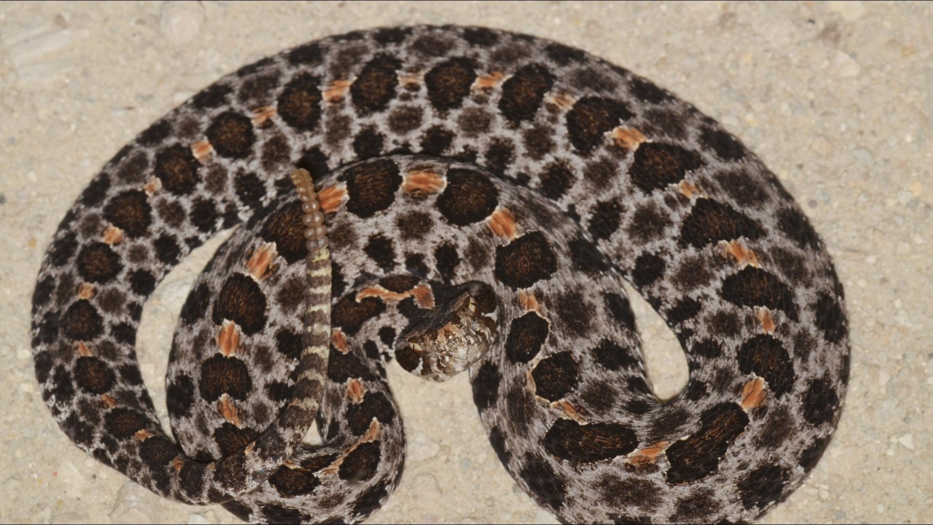 Snake in pool noodle leads to important warning | wtsp.com