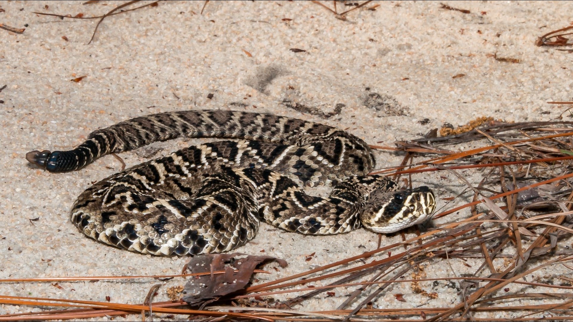 Snake in pool noodle leads to important warning | wtsp.com