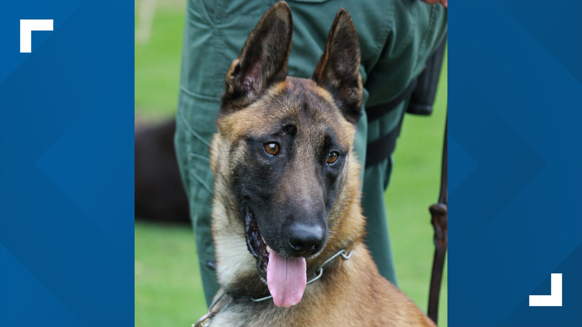 Georgia police K9 Debo dies from illness | wtsp.com