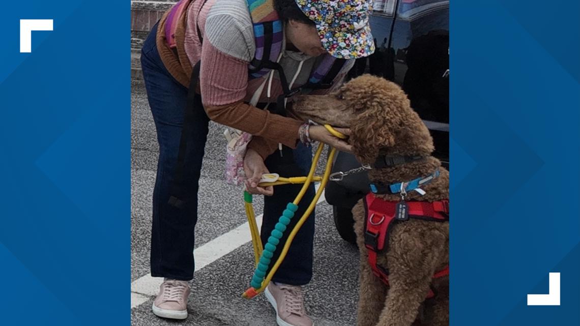 Missing service dog in Atlanta | Search for Bruno | wtsp.com