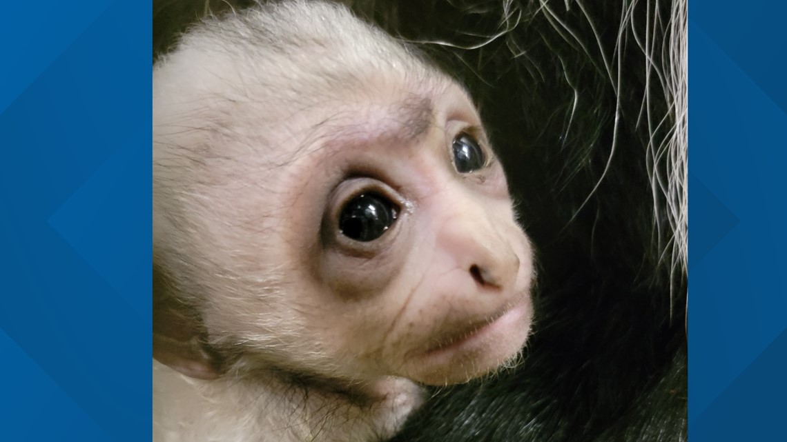 Zoo Atlanta welcomes Angolan colobus monkey newborn | wtsp.com
