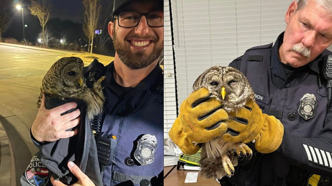 Owl rescued after being hit by car in Milton | wtsp.com