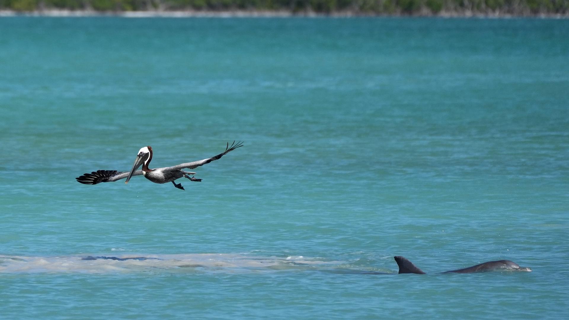 Everglades restoration efforts could slow high salt levels during dry ...