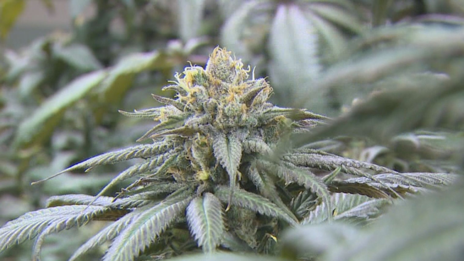 Illegal marijuana grown in public forests is poisoning wildlife and ...