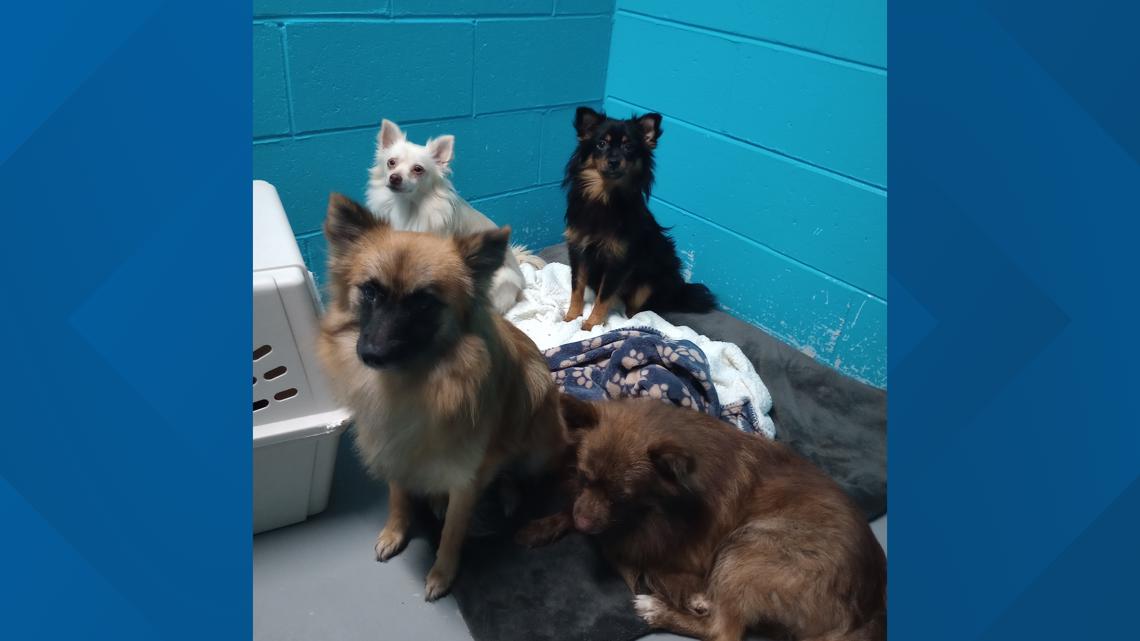 Nearly 80 Pomeranians rescued from West MI hoarding situation | wtsp.com